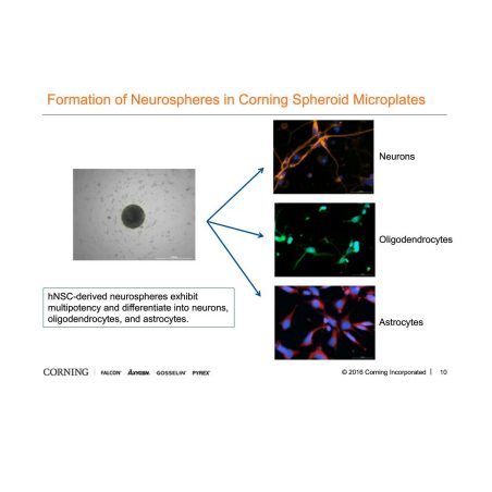 3D Spheroid Microplates | 3D Spheroids | Corning