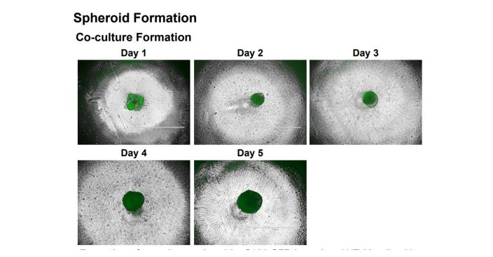 3D Spheroids | 3D Spheroid Cell Culture Models | Corning