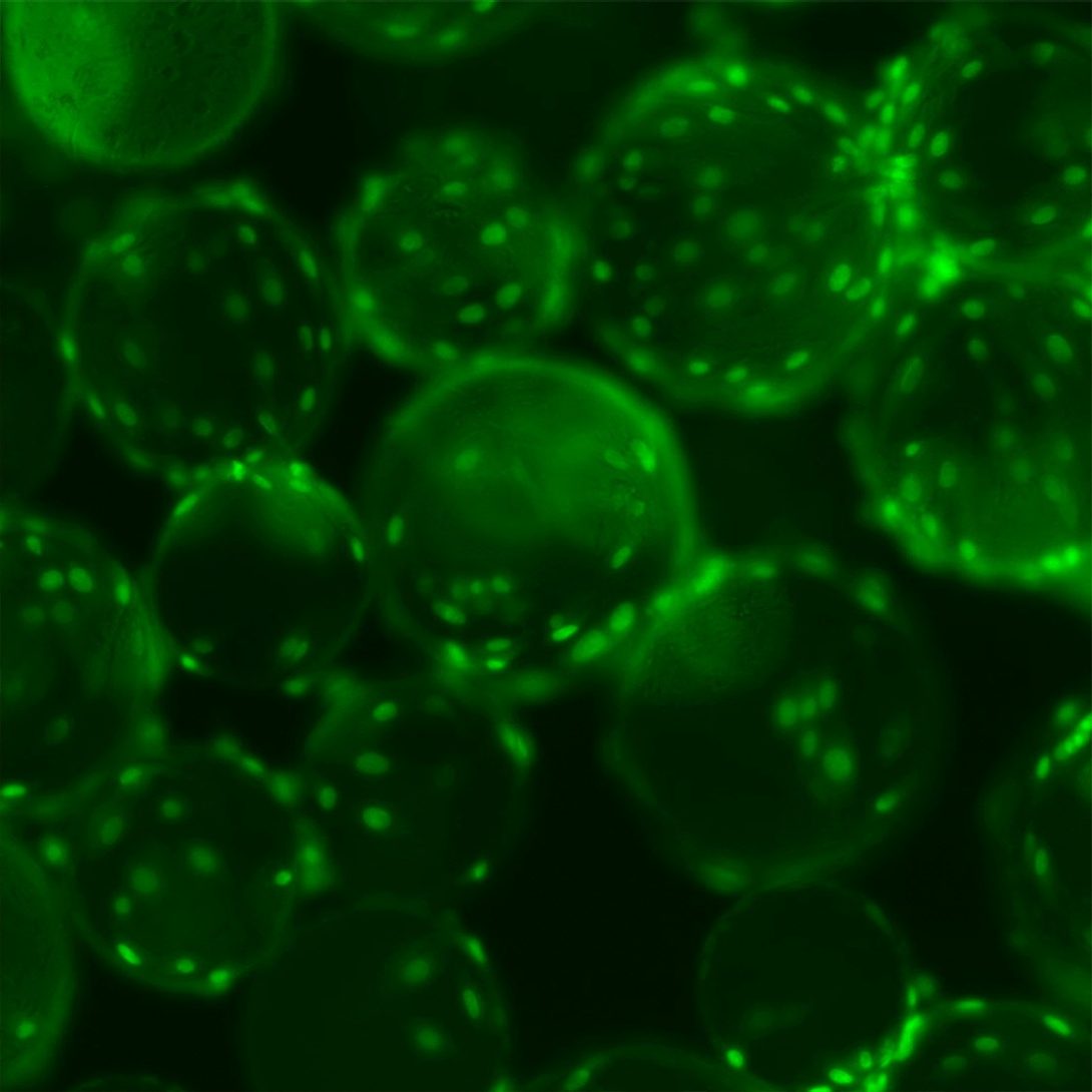 Synthemax Vitronectin Substrate | Stem Cell Adhesion & Expansion | Corning