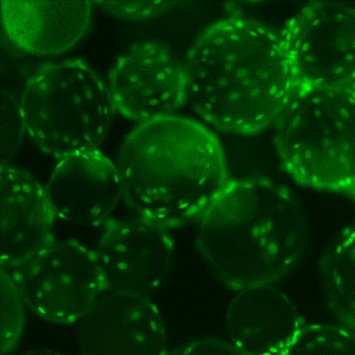 Microcarriers for Cell Culture | Corning