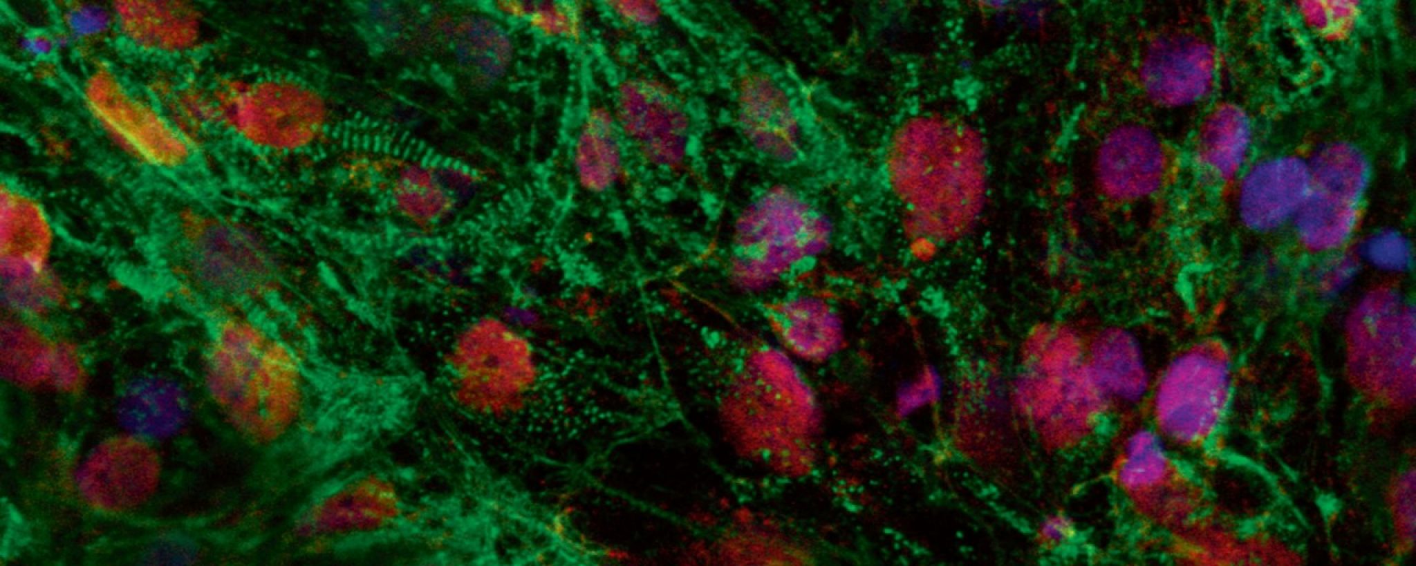 Corning® Laminin Surface | Laminin Coating | Corning