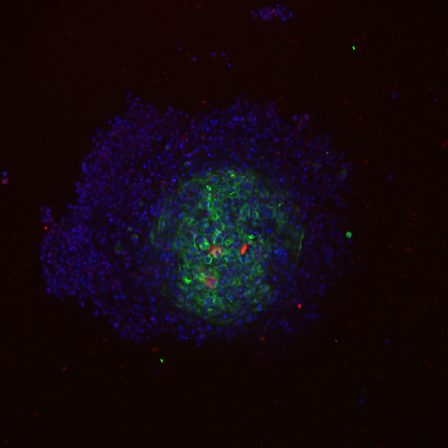 Spheroid Microplates | Microplates | Corning