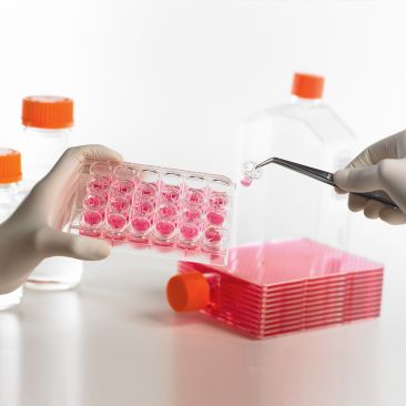 Matrigel Matrix | Extracellular Matrix | Corning