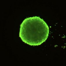 3D Spheroids | 3D Spheroid Cell Culture Models | Corning