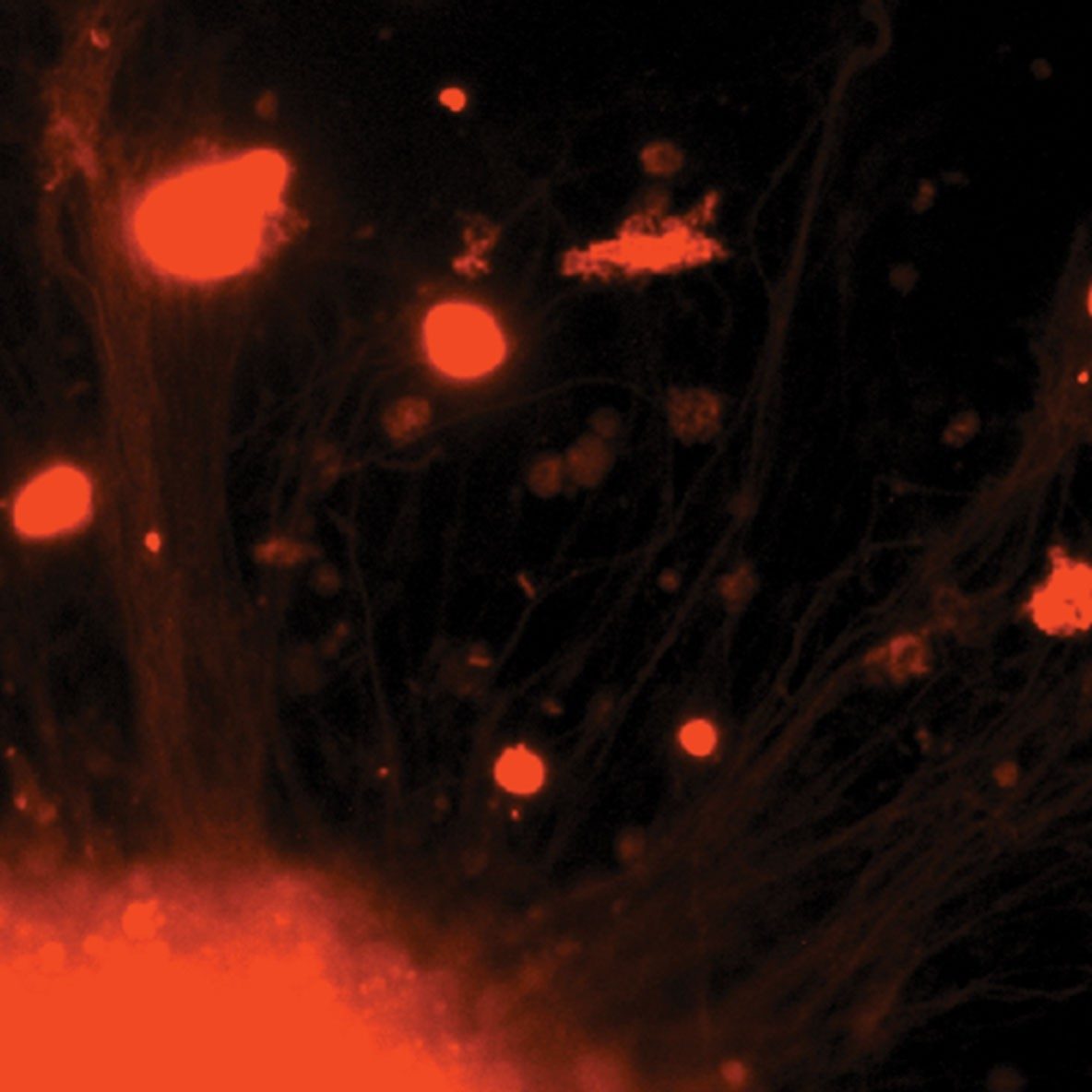 3D Spheroids | 3D Spheroid Cell Culture Models | Corning