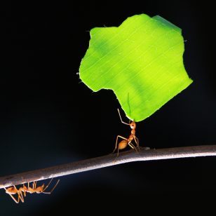 MiniXtend® Cable Solutions | Micro HD Cable Solution | Corning